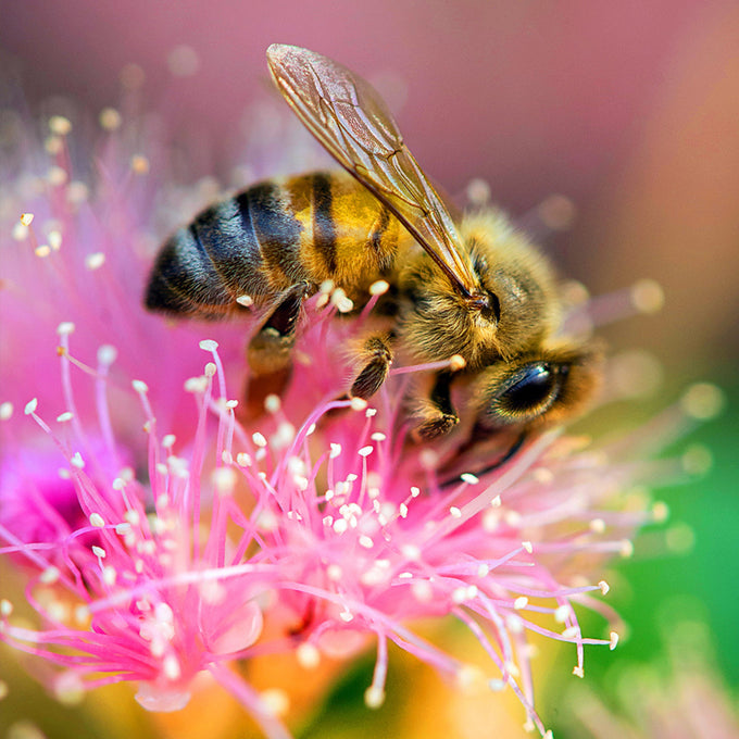 L'Abeille Rebelle™ | Des Bijoux qui sauvent les Abeilles
